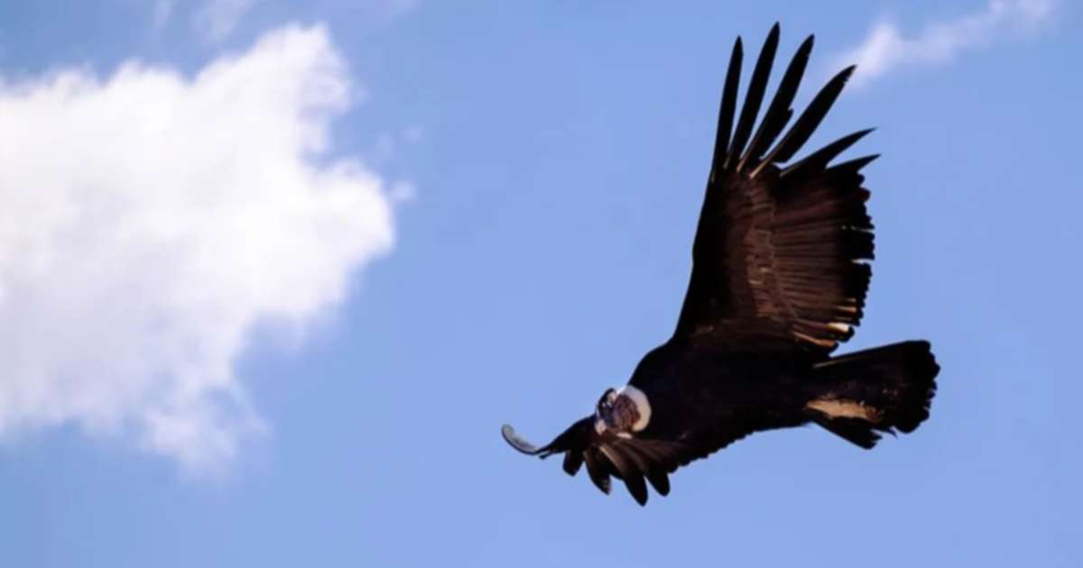 El cóndor andino, una de las postales naturales de Neuquén