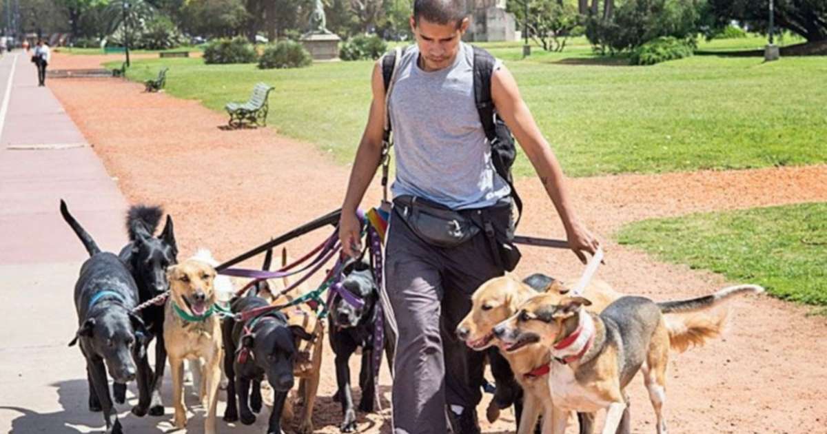 Regresan los paseadores de perros