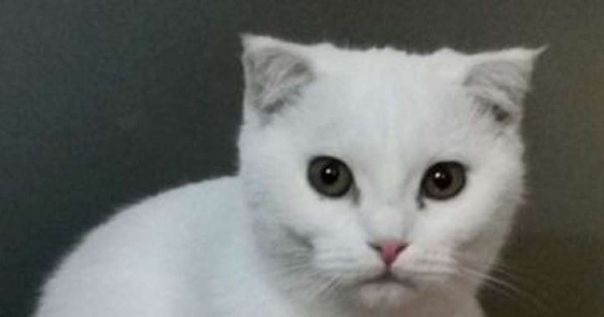 Quiso curar a su gato con cúrcuma y lo cambió de color