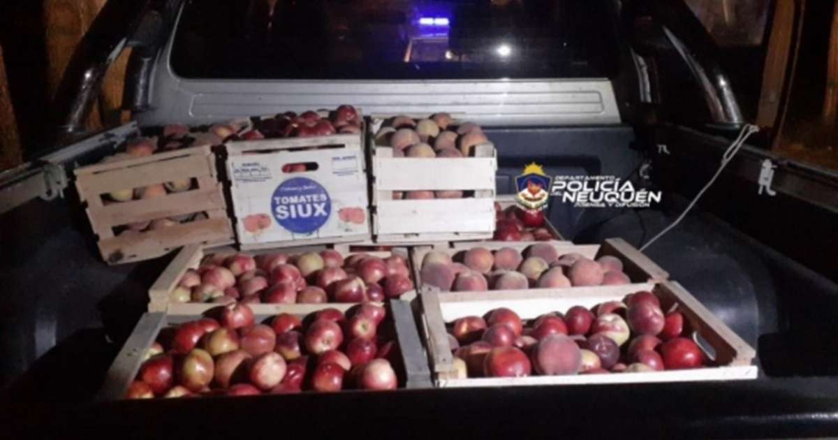 A bordo de una Toyota robaron fruta de una chacra