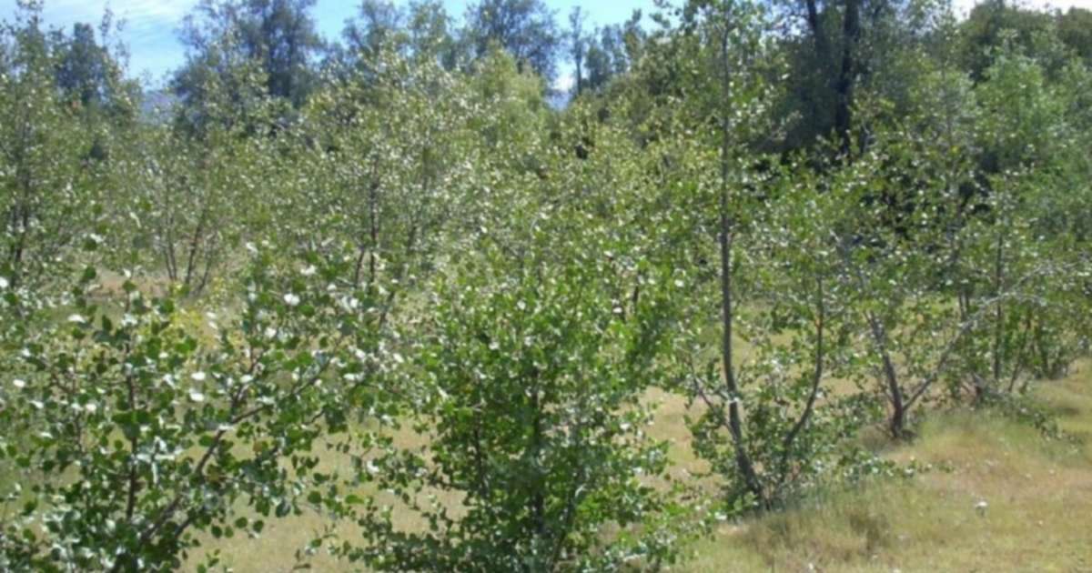 Un árbol usado por mapuches, clave para vacuna anti-Covid