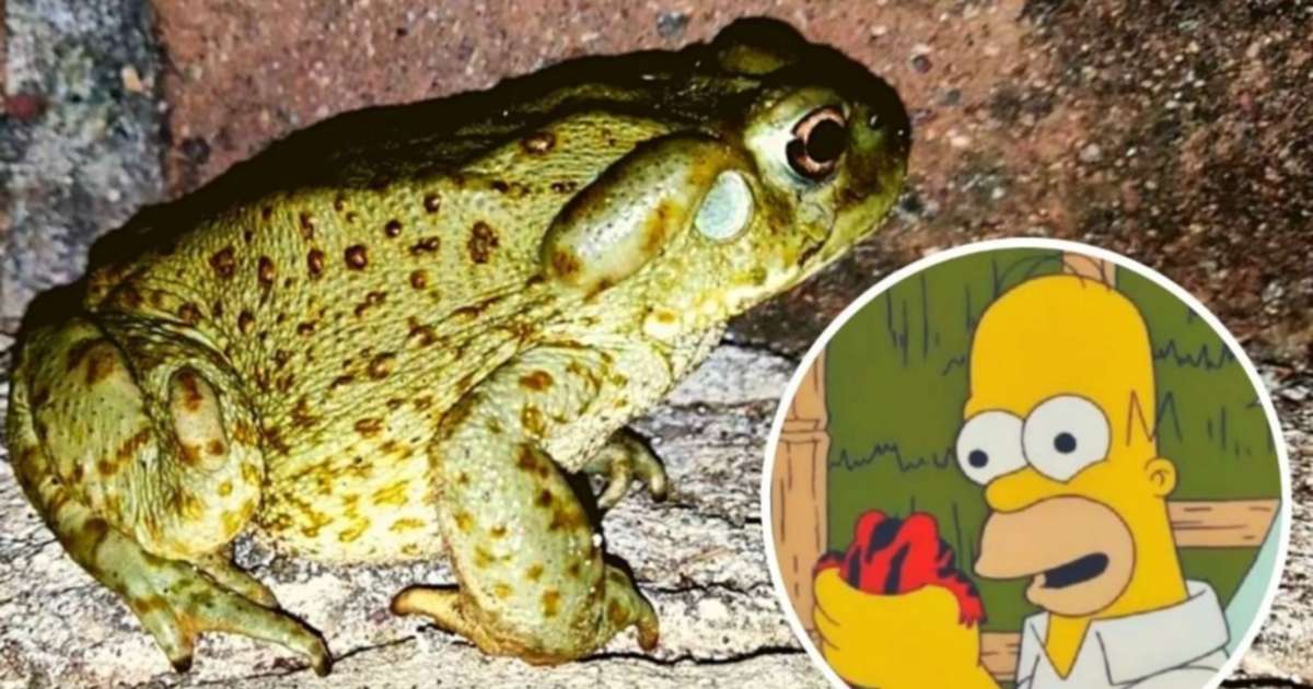 "¡Prohibido lamer sapos en el parque!", una particular advertencia