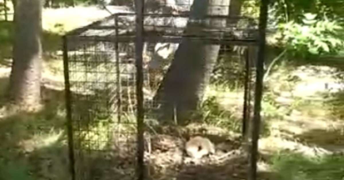 VIDEO: asi es la trampa para atrapar al puma en la Península Hiroki