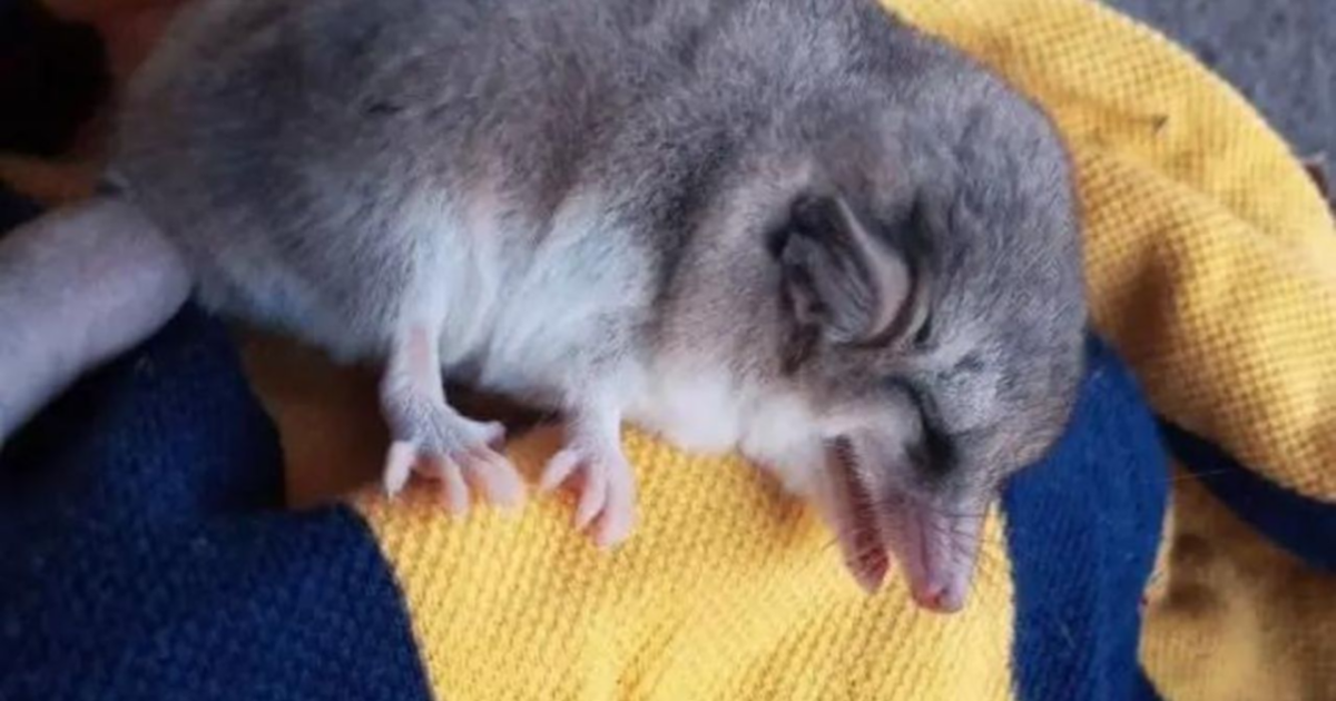 Piden cuidados con monitos de monte encontrados en el norte neuquino