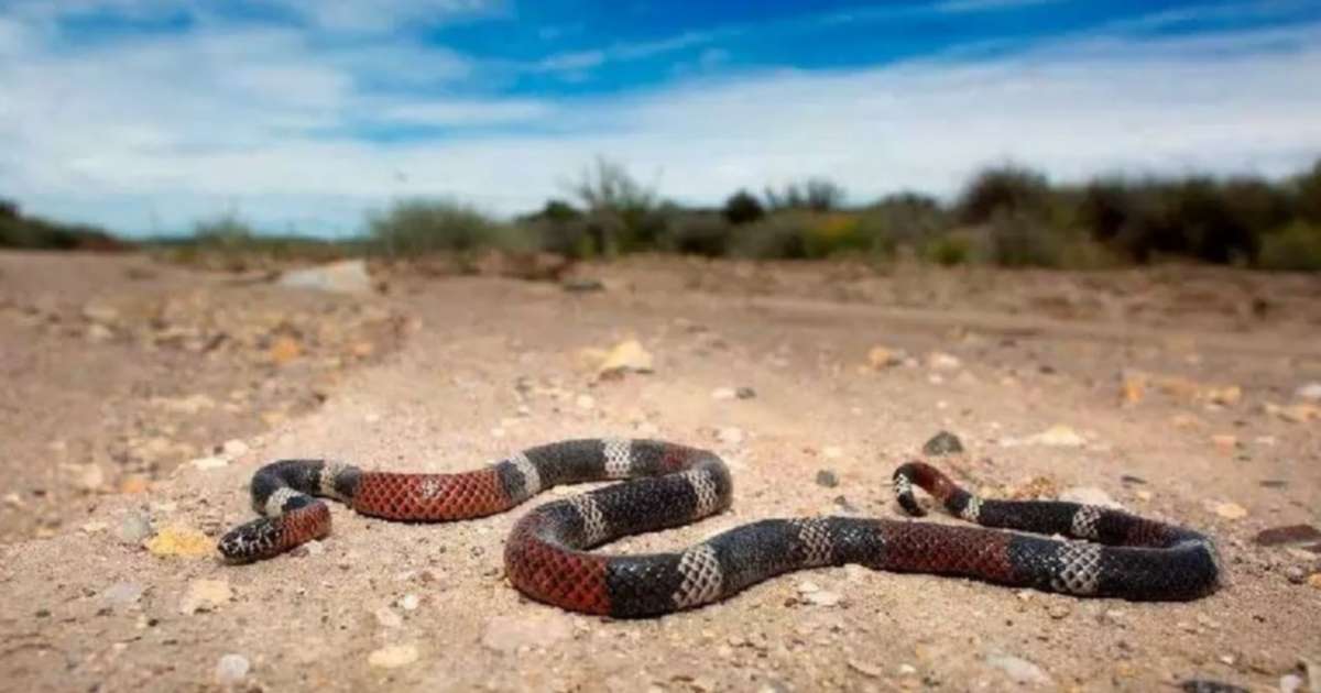Fueron mordidos por una víbora coral en Centenario