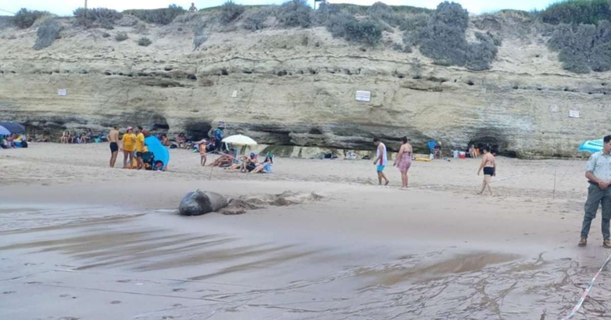 Una elefante marina salió del mar y se puso a descansar en la costa ...