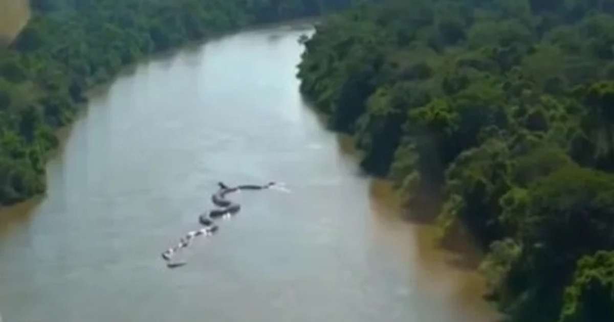 Impactante una anaconda gigante en el Amazonas despierta asombro