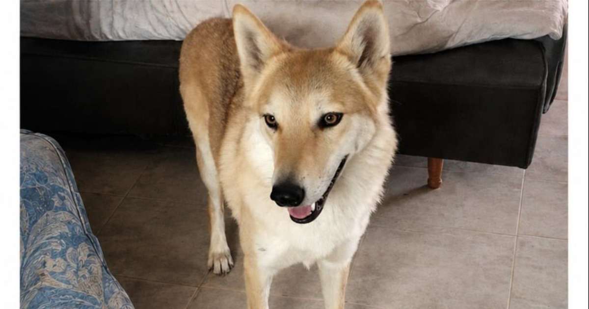 Bones regresó a casa y ahora buscan a Atka en Neuquén
