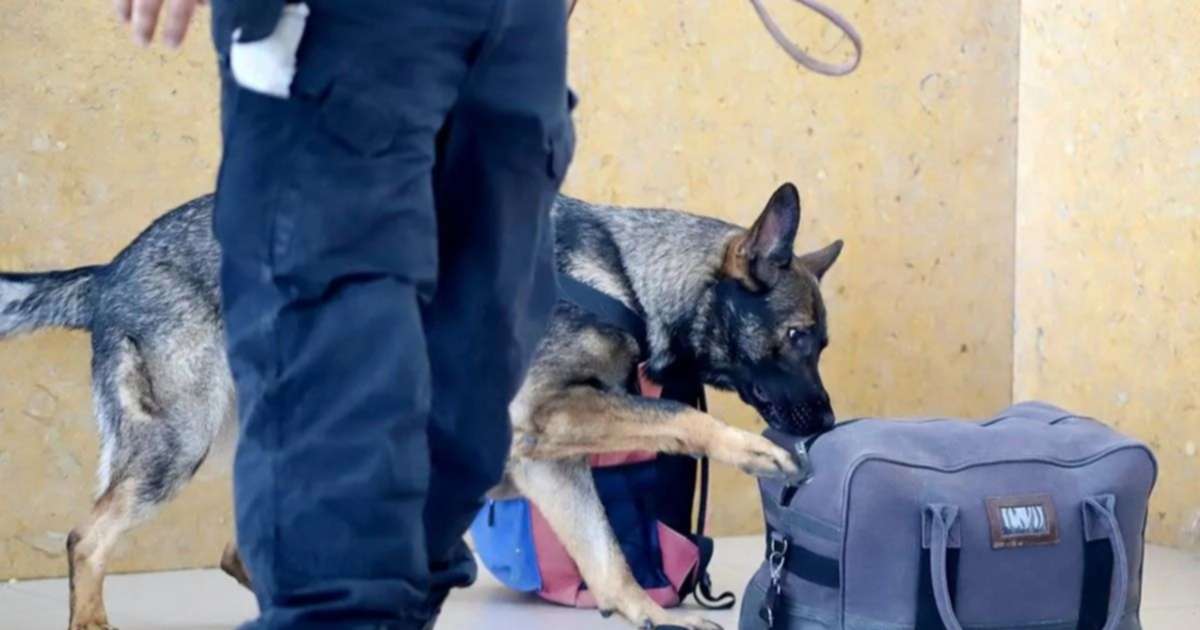 Perros antinarcóticos: los aliados silenciosos en la lucha contra las ...