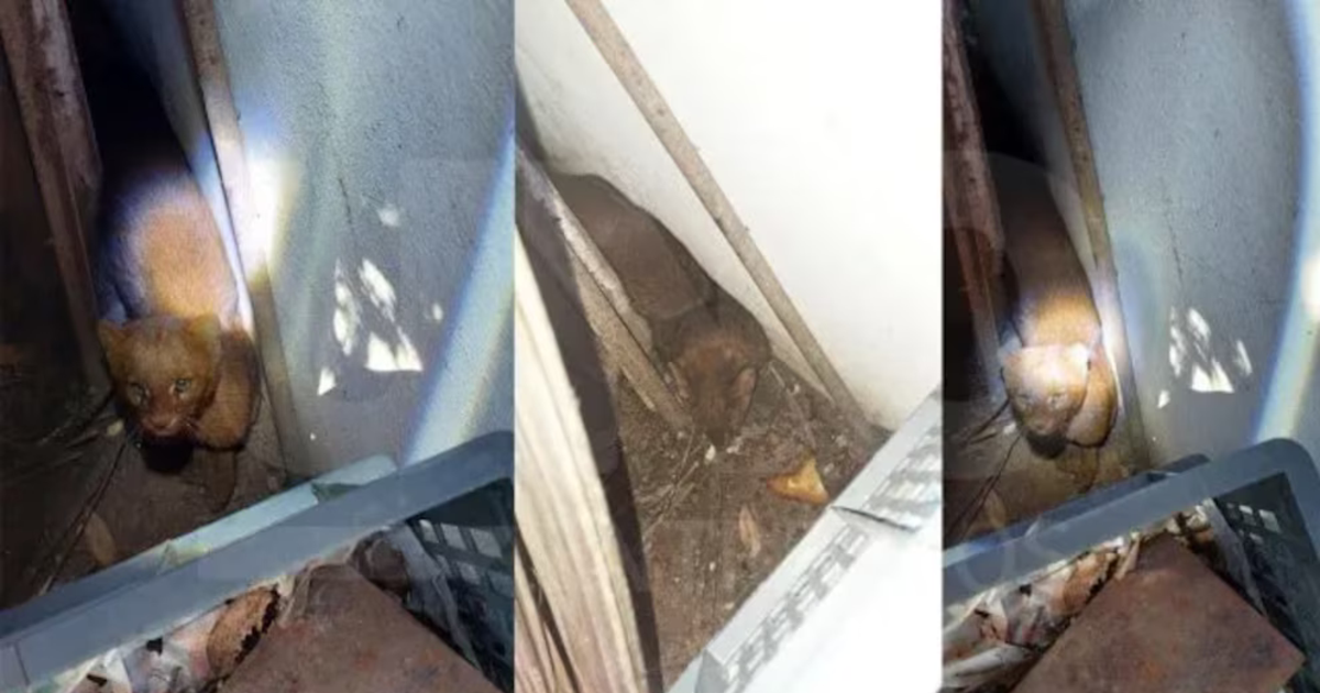 Hallaron un yaguarundí en una casa de Entre Ríos: cómo es el extraño ...