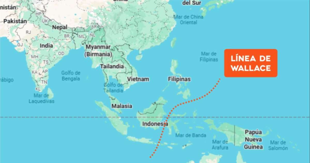 La línea de Wallace: frontera biológica entre Asia y Australia